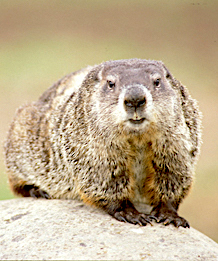 Exploring Ohio Wildlife: Groundhogs | West Bend News