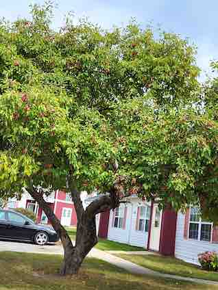 Johnny Applesauce | West Bend News